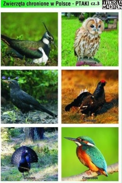 Plansze Chronione gatunki zwierząt w Polsce 17 szt do wyboru - Biologia przyroda ekologia ...